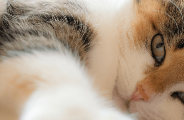 Can Dogs And Cats Live In Saudi Arabia