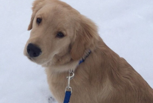 Bringing Dogs and Cats to Switzerland: From Moving to Importing Pets ...