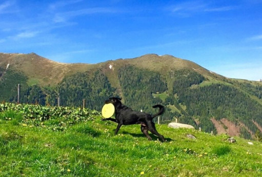 Bringing Dogs and Cats to Austria: From Moving to Importing Pets ...